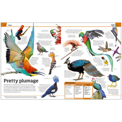 Animal Knowledge Genius! By Dk Children | The Works