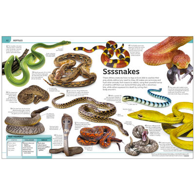 Animal Knowledge Genius! By Dk Children | The Works