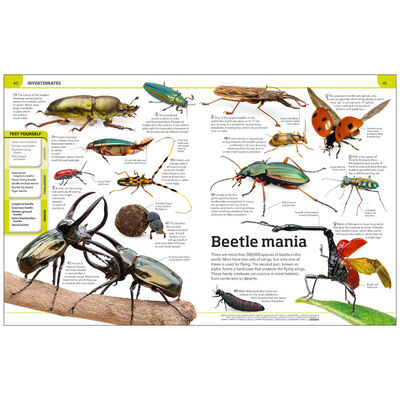 Animal Knowledge Genius! By Dk Children | The Works